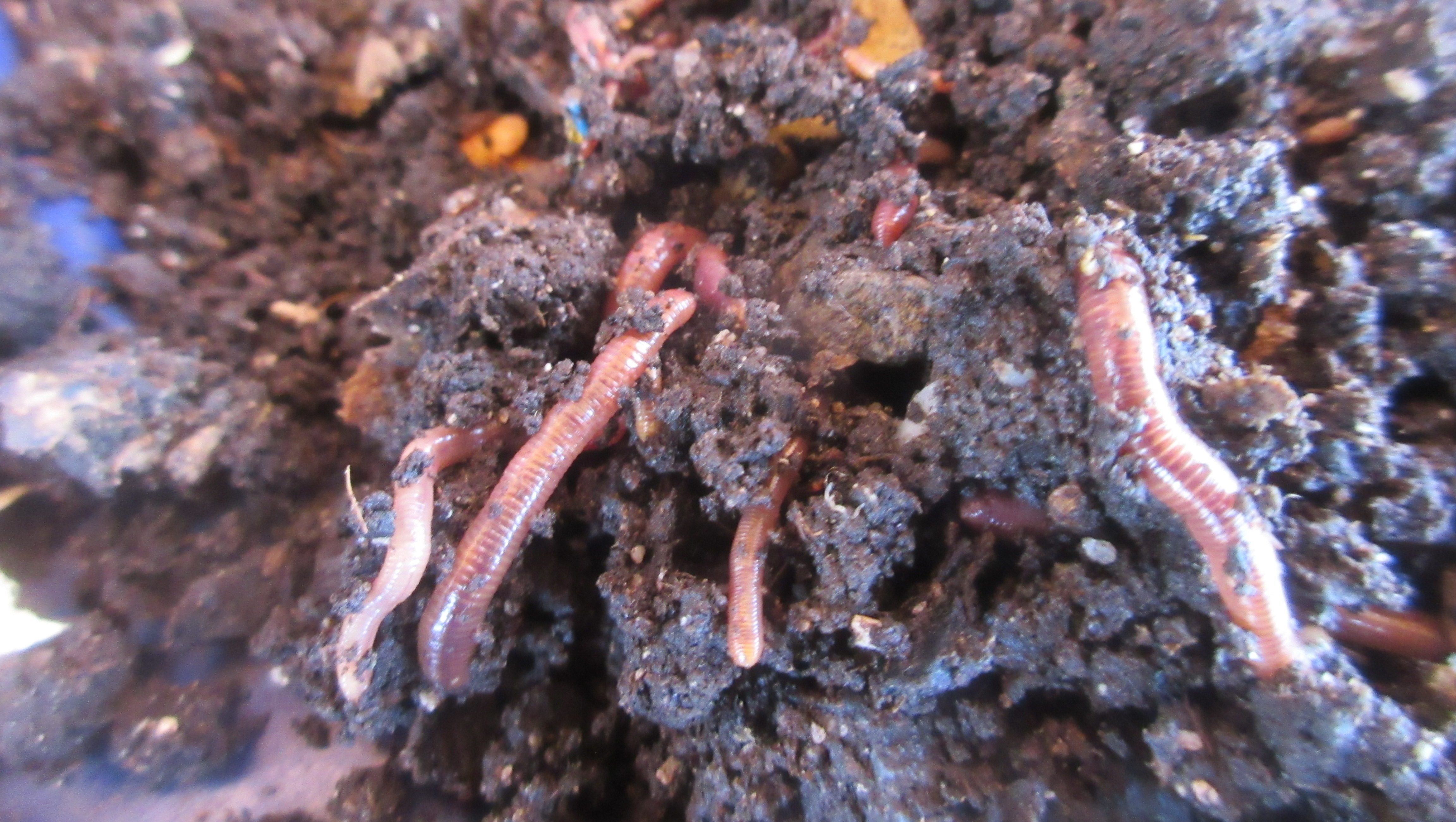 How to Help Worms Survive the Summer ~ Nature to You
