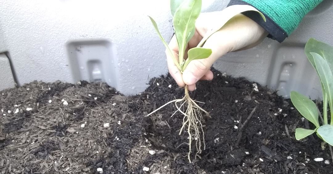 Repurposed and Recycled: A new garden bed in time for Earth Day ...