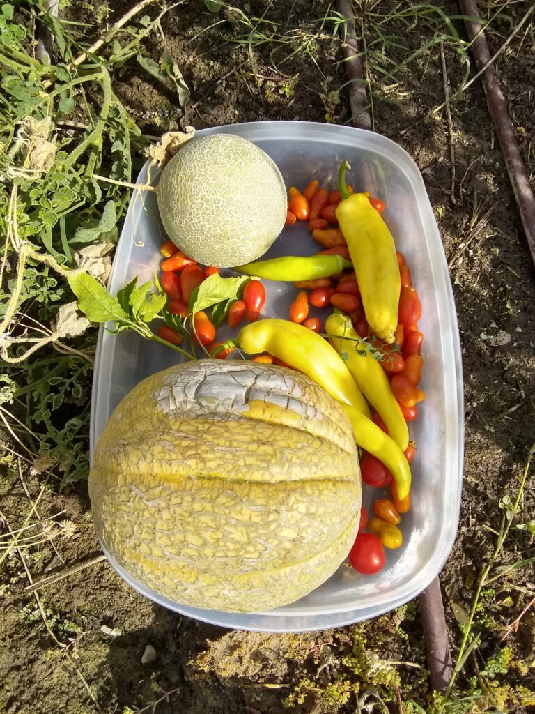A Tale of Two Melons: A fall harvest story ~ Nature to You