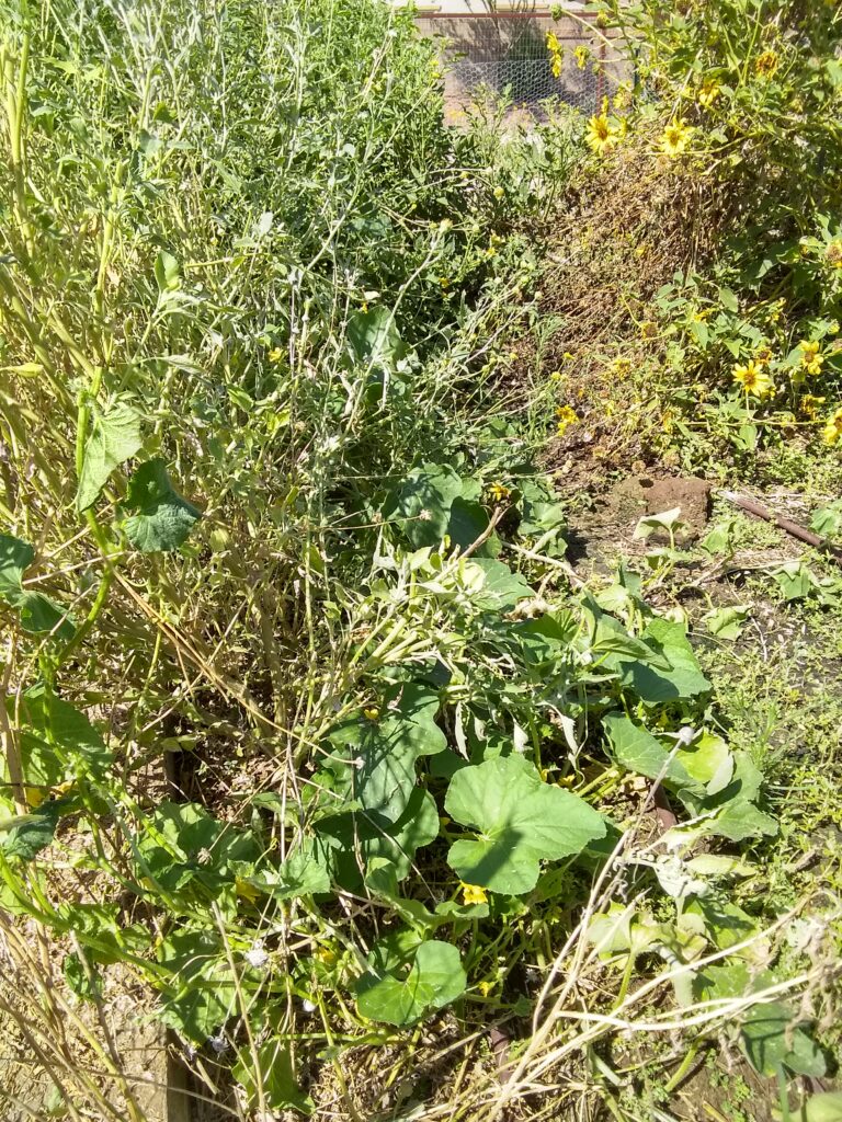 A Tale of Two Melons: A fall harvest story ~ Nature to You