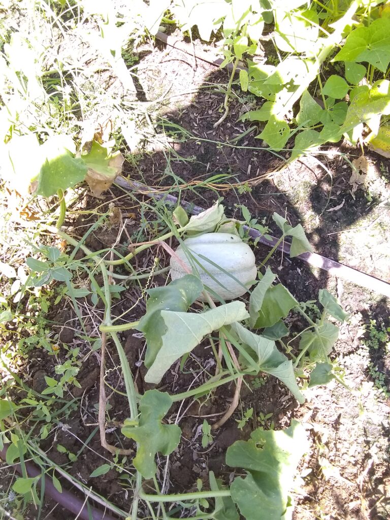 A Tale of Two Melons: A fall harvest story ~ Nature to You