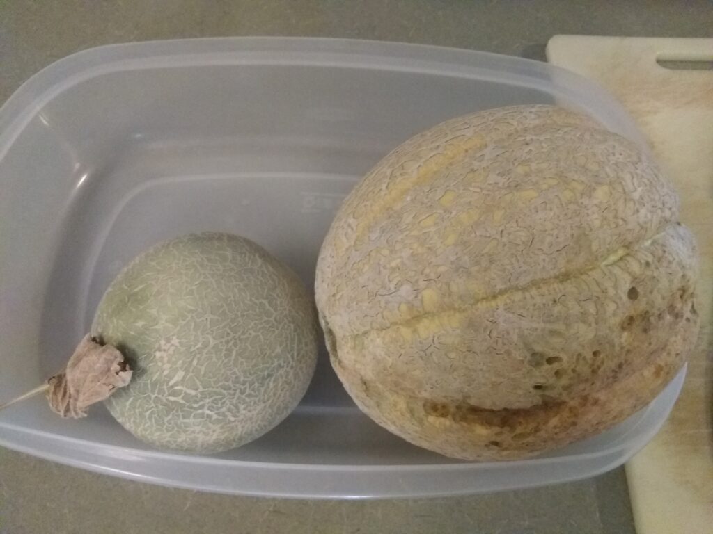 A Tale of Two Melons: A fall harvest story ~ Nature to You