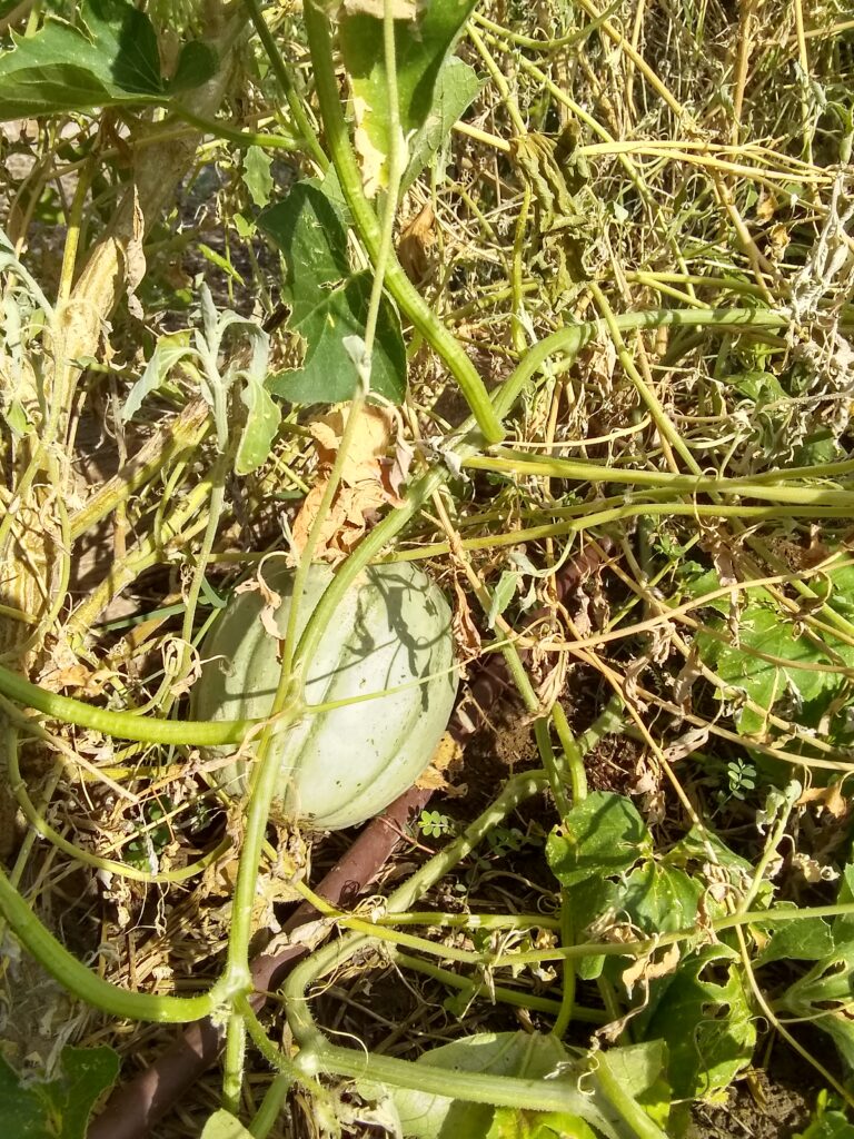 A Tale of Two Melons: A fall harvest story ~ Nature to You