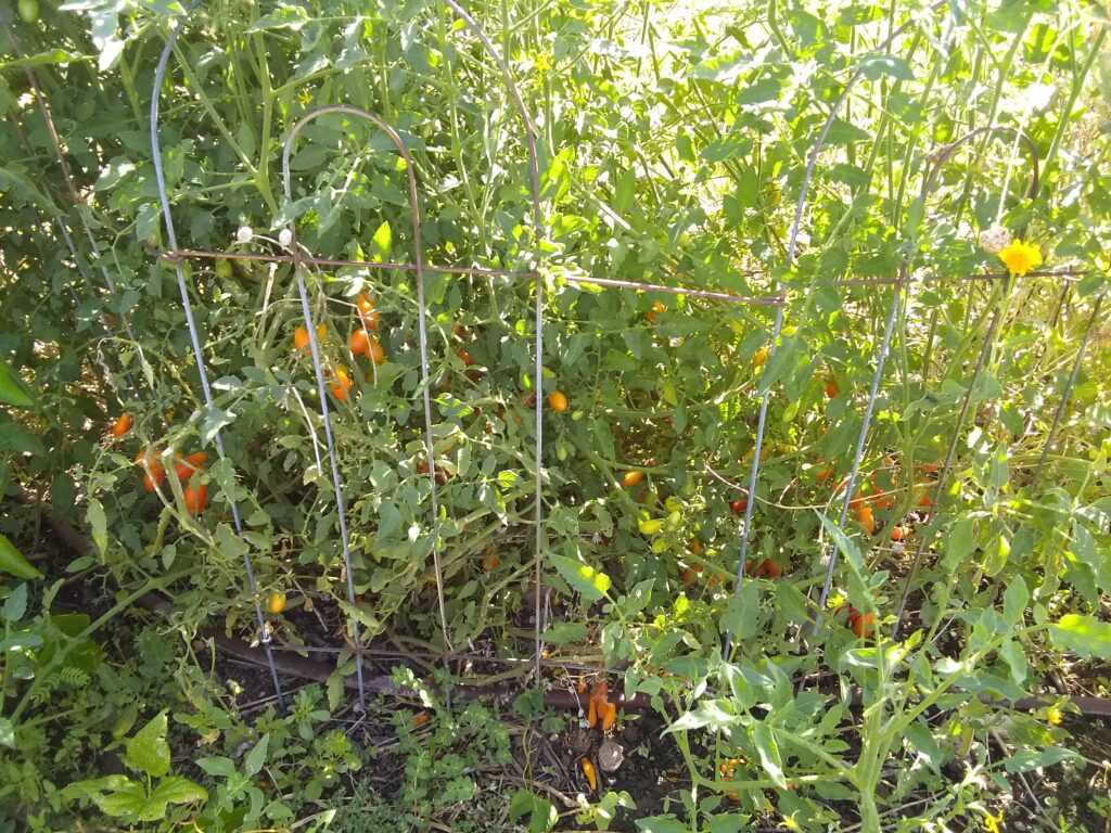 A Tale of Two Melons: A fall harvest story ~ Nature to You