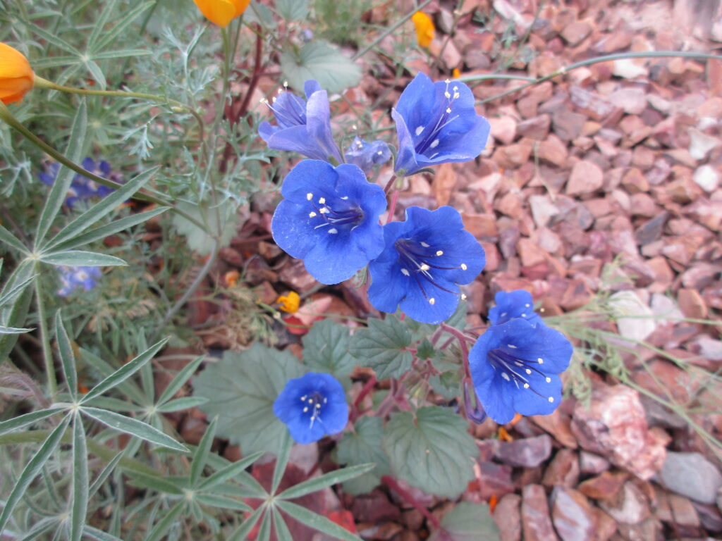 Backyard Wildflowers: Color on purpose and on their own. ~ Nature to You
